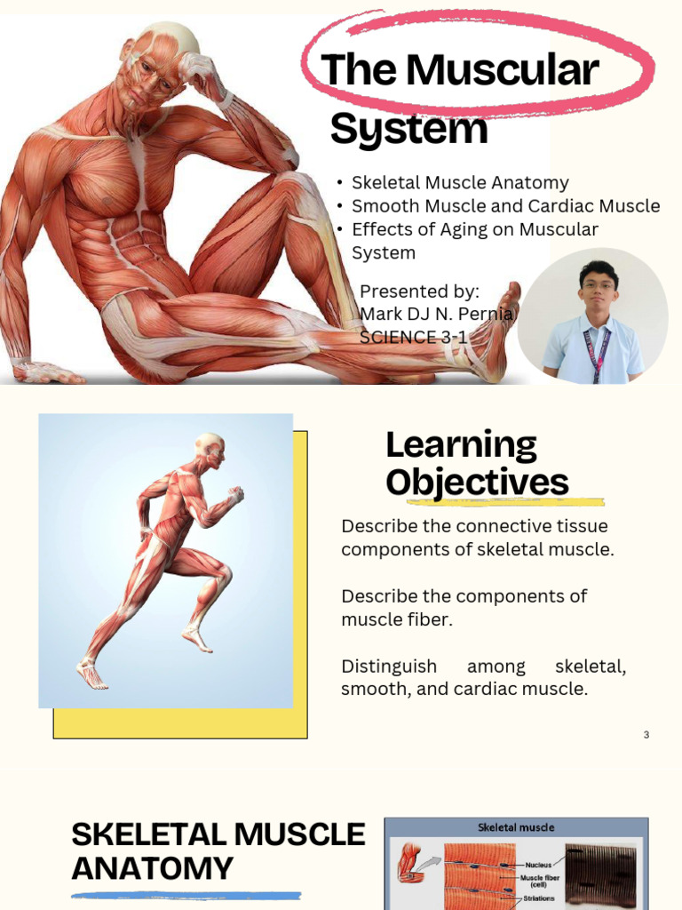 UNIT 7 - Muscular System - Pernia - Mark - DJ | PDF | Muscle ...