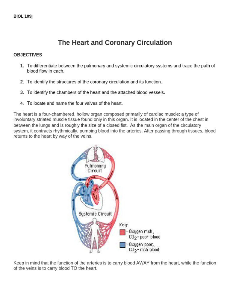 109 Lab 9 - Heart and Circulatory System - SP25 | PDF | Heart Valve | Heart
