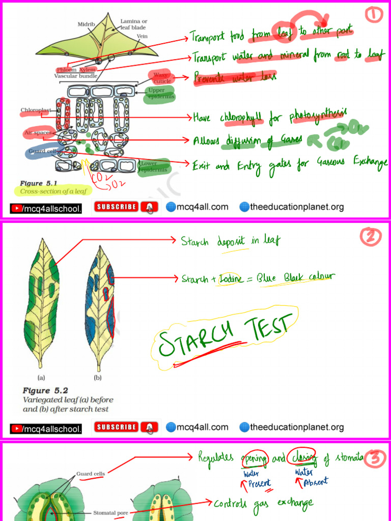 C10 Science Important Diagrams - em | PDF