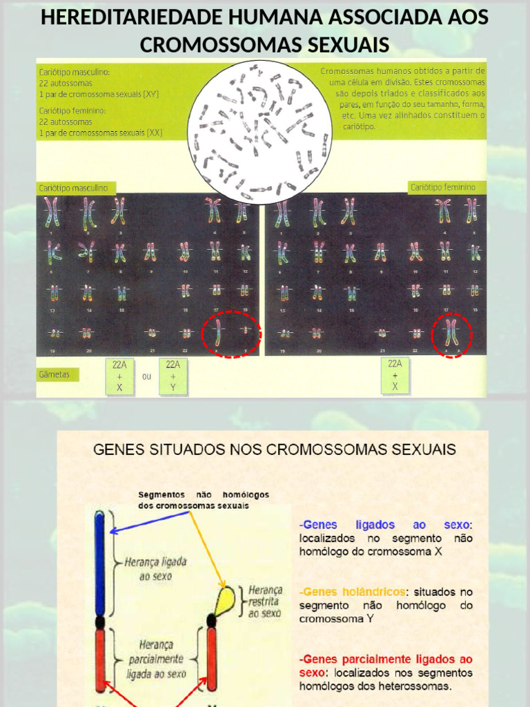 Hereditariedade e Cromossomos Sexuais | PDF | Genética | Biologia