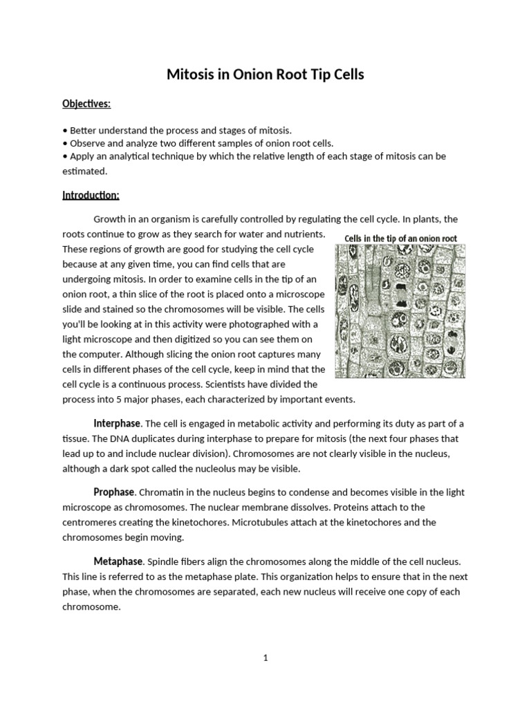 Mitosis Stages in Onion Root Cells | PDF | Mitosis | Chromosome