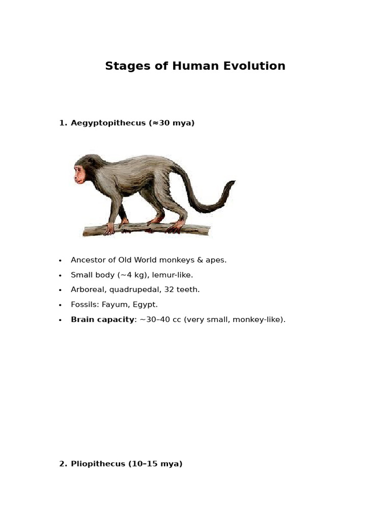 Stages of Human Evolution | PDF | Homo | Human Evolution
