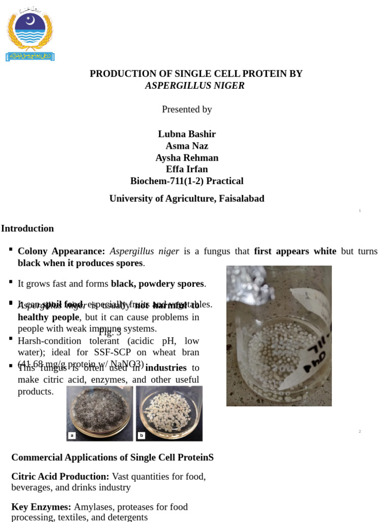 Biochem711 TNR ProFormatted | PDF | Fermentation | Foods