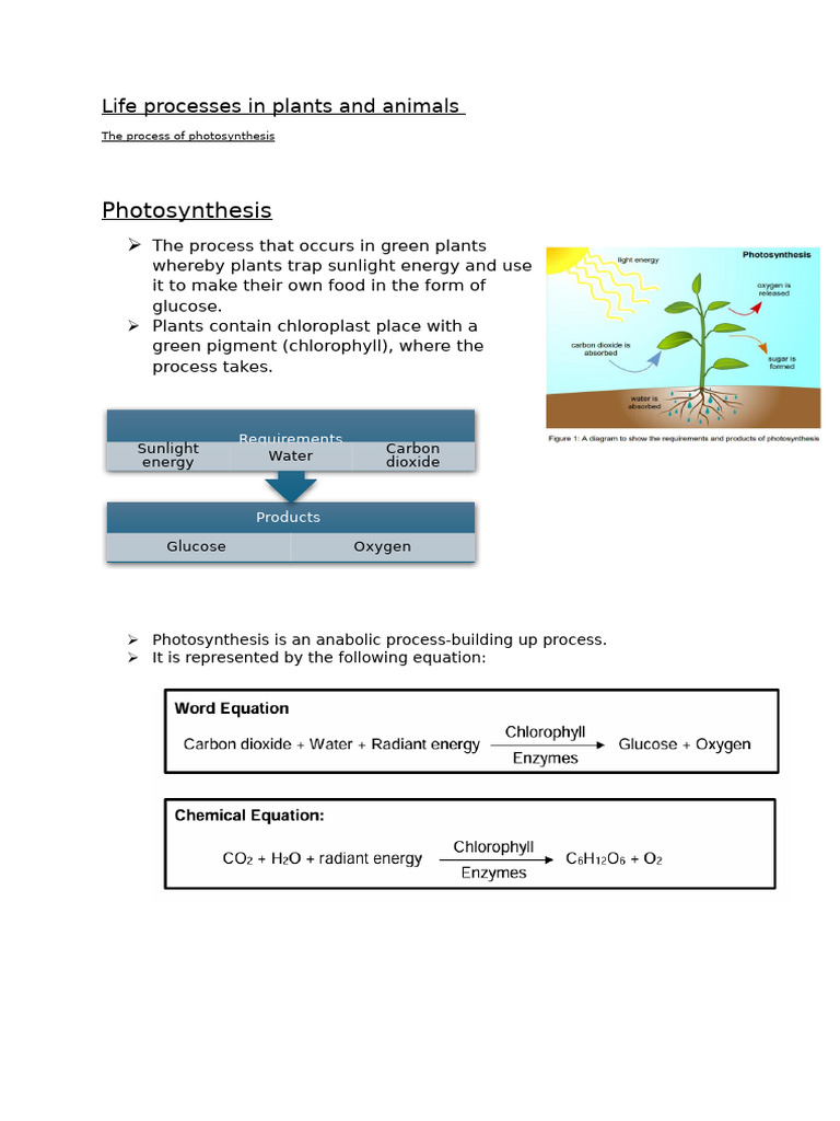 Life Processes in Plants and Animals 2 | PDF