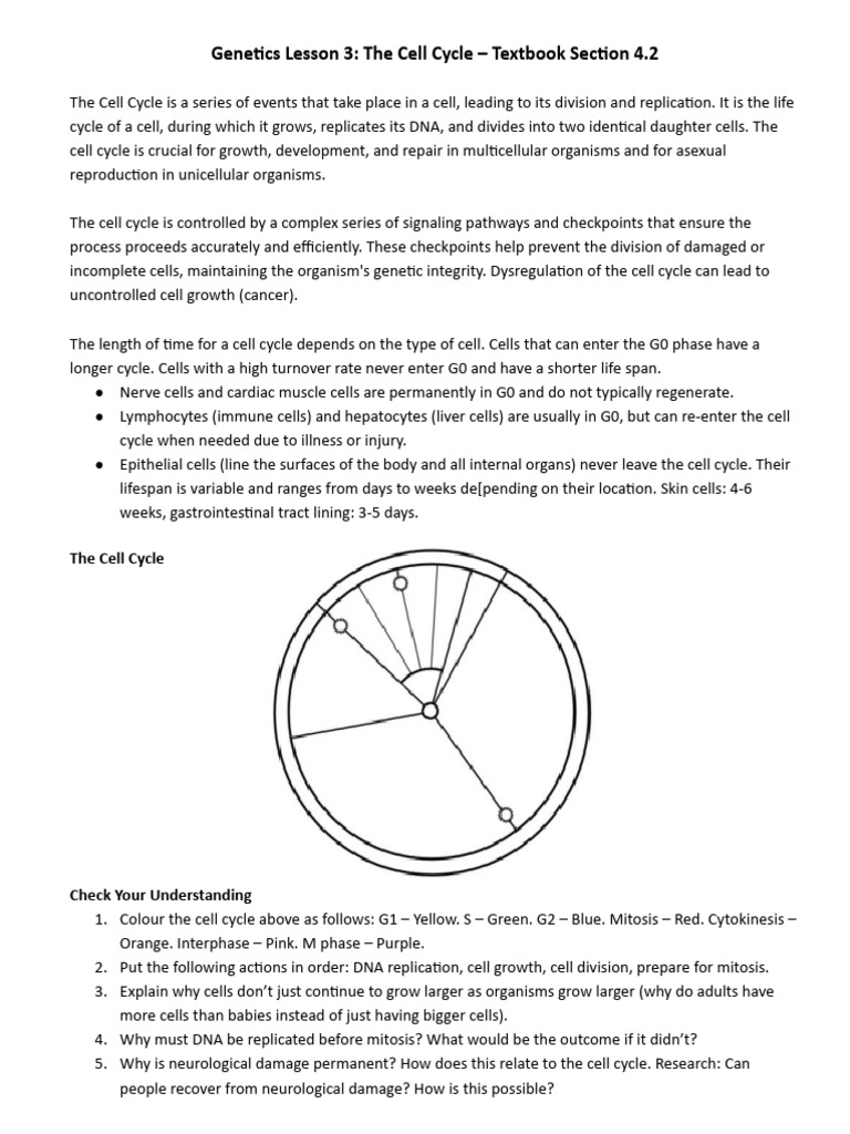 Lesson 3 - The Cell Cycle | PDF