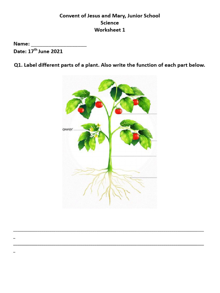 Science Worksheet Class 5 | PDF