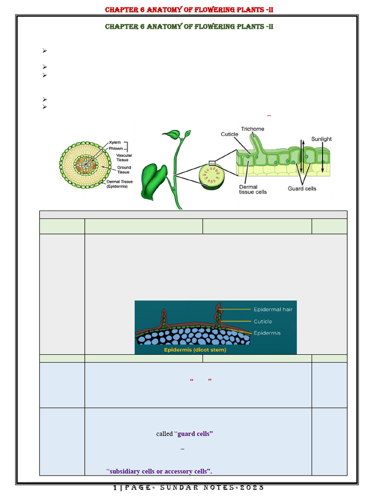 Chapter - Anatomy of Flowering - Plants - Sundar Notes - Final-II-08.08 ...