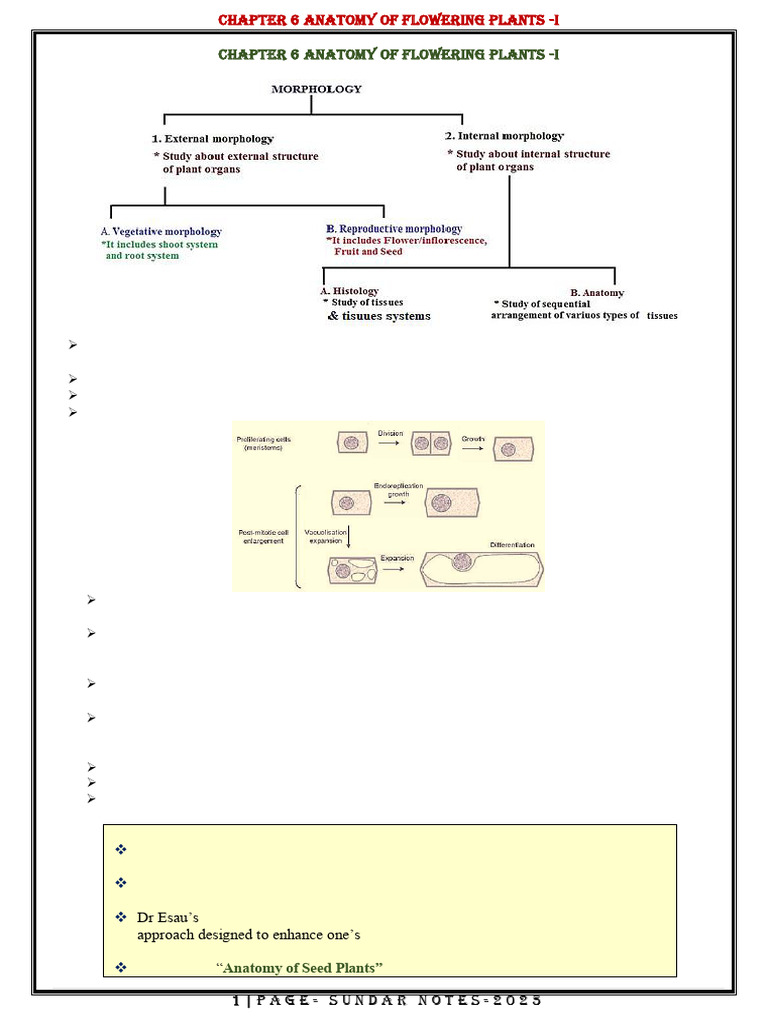 Anatomy of Flowering Plants Overview | PDF | Plant Stem | Tissue (Biology)