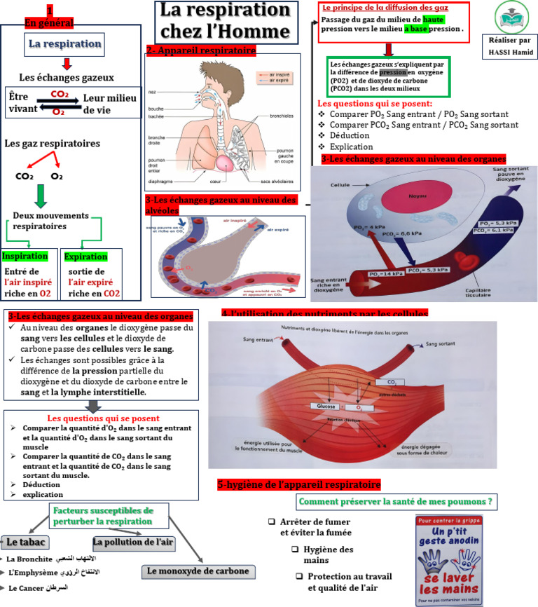 Comprendre la respiration humaine | PDF | Respiration | Système ...