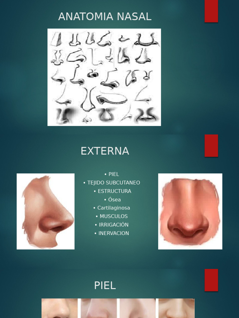ANATOMIA NASAL | PDF | Nariz humana | Rinología