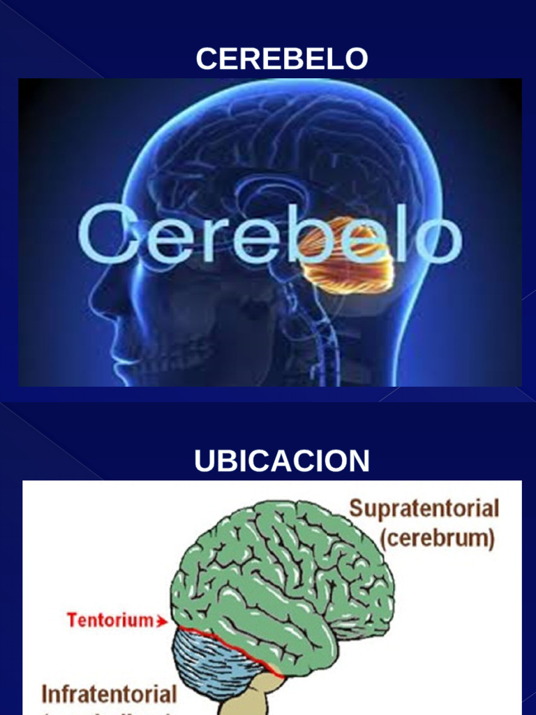 Cerebelo - 2024 | PDF