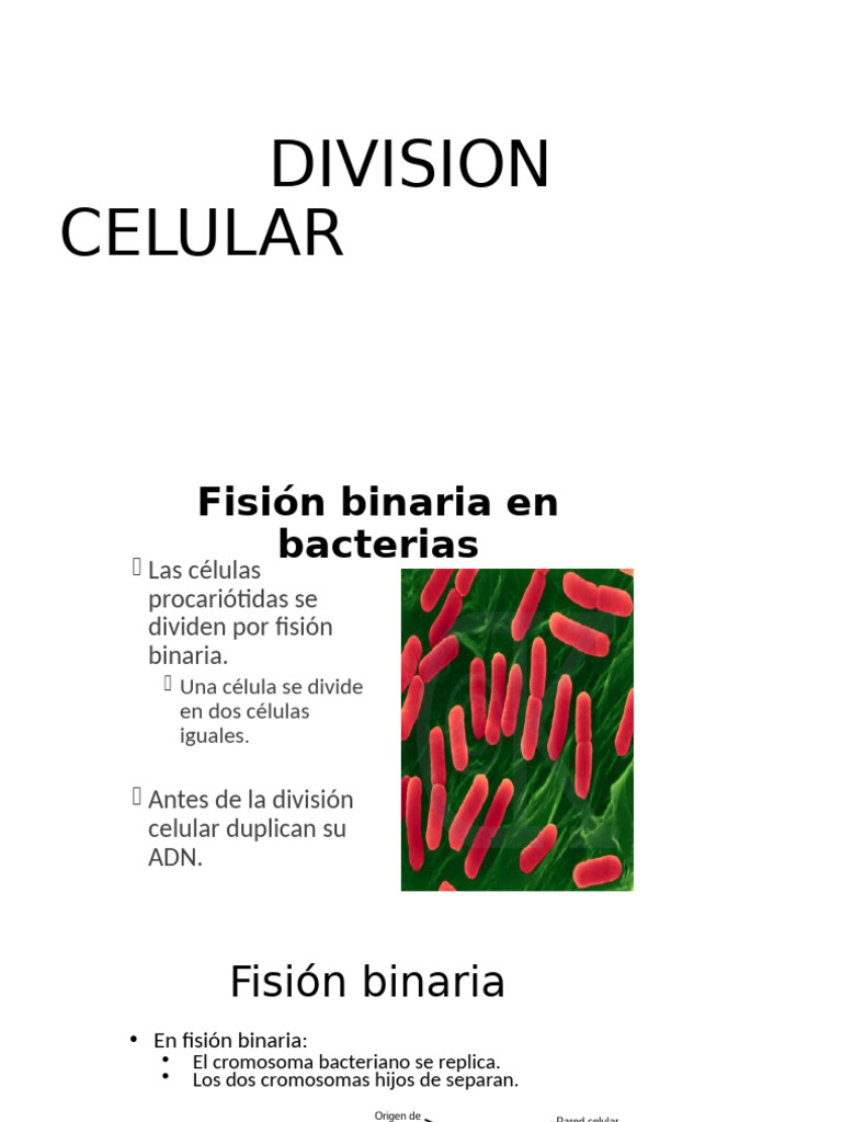 Fisión binaria y ciclo celular en eucariotas | PDF | Mitosis | Cromosoma