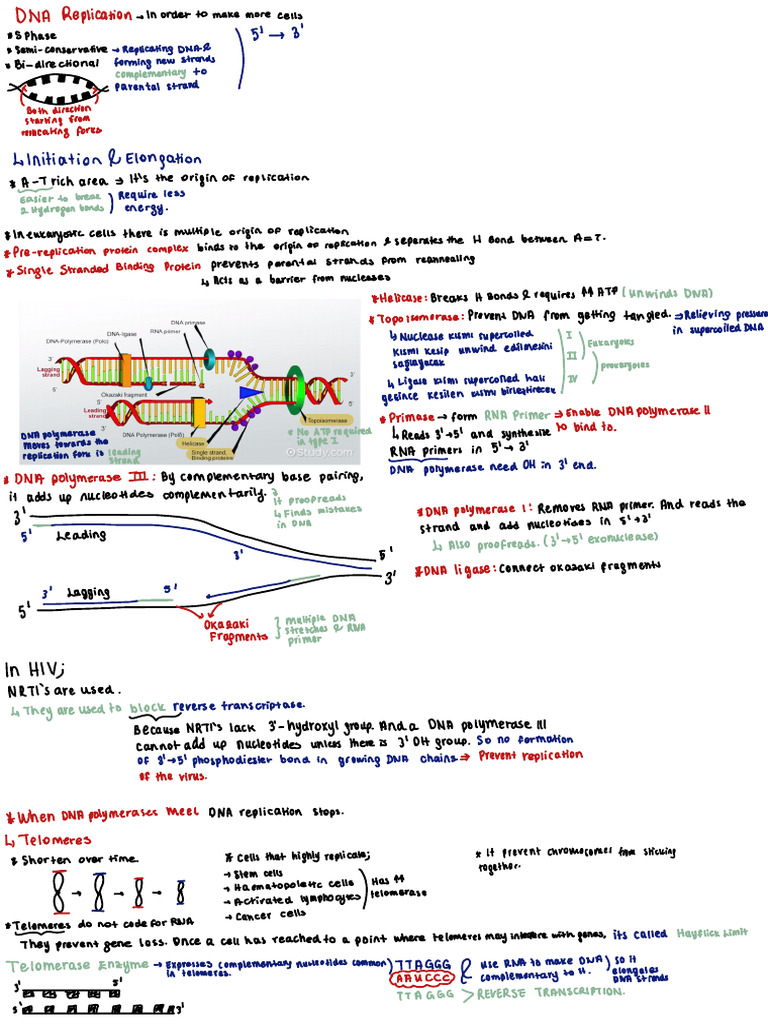 DNA Replication & Protein Synthesis 2 | PDF