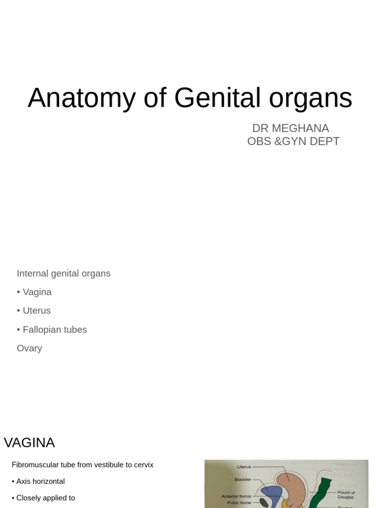 Anatomy of Female Genital Organs | PDF | Uterus | Ovary