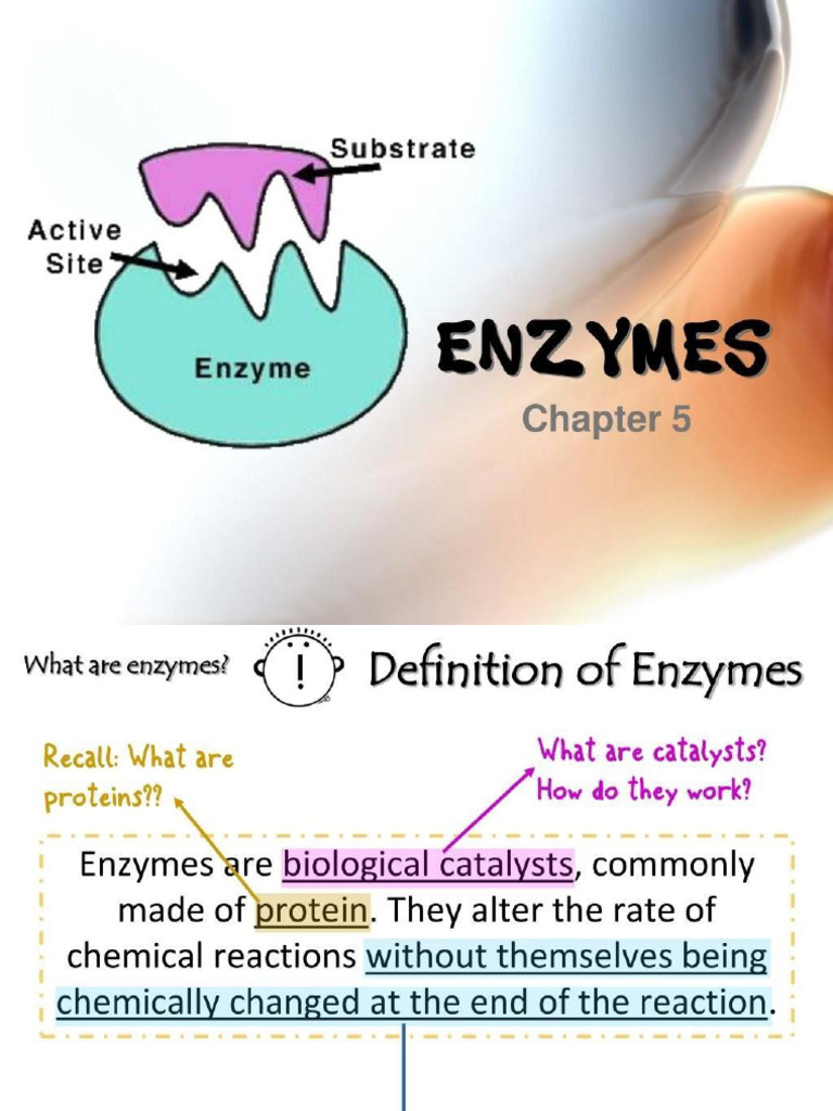 Unit 5 Enzyme | PDF