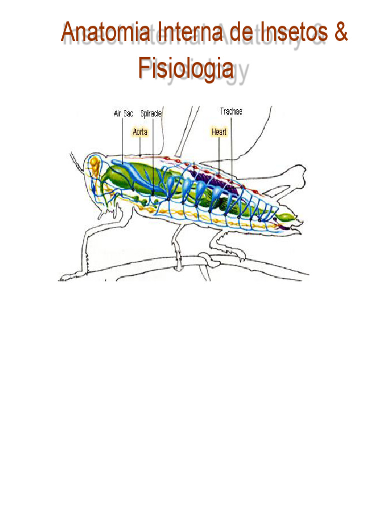 3_FBS 45_ANATOMIA INTERNA DOS INSETOS | PDF | Insetos | Corpo humano