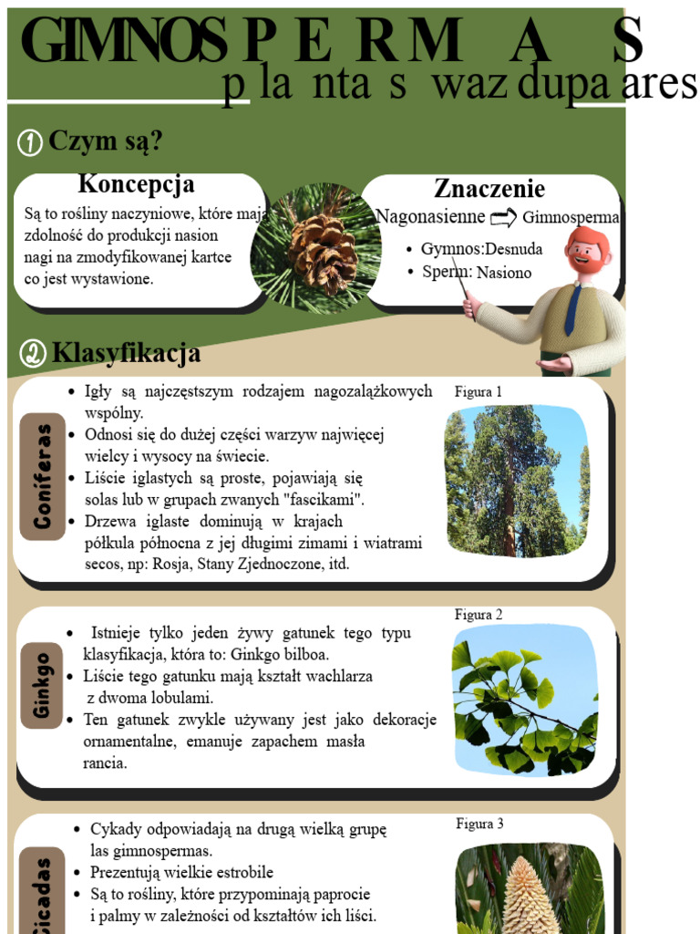 Infografika Gnetophyta | PDF
