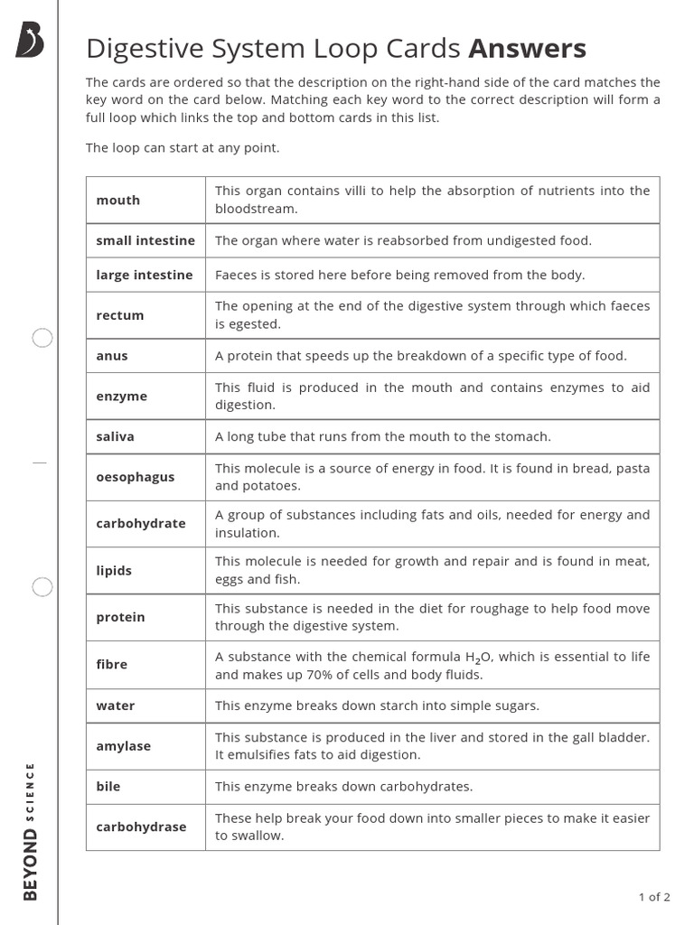 Digestive System Loop Cards With Answers | PDF | Digestion | Small ...