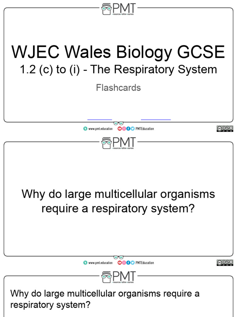 WJEC Biology GCSE: Respiratory System Guide | PDF | Respiratory Tract ...