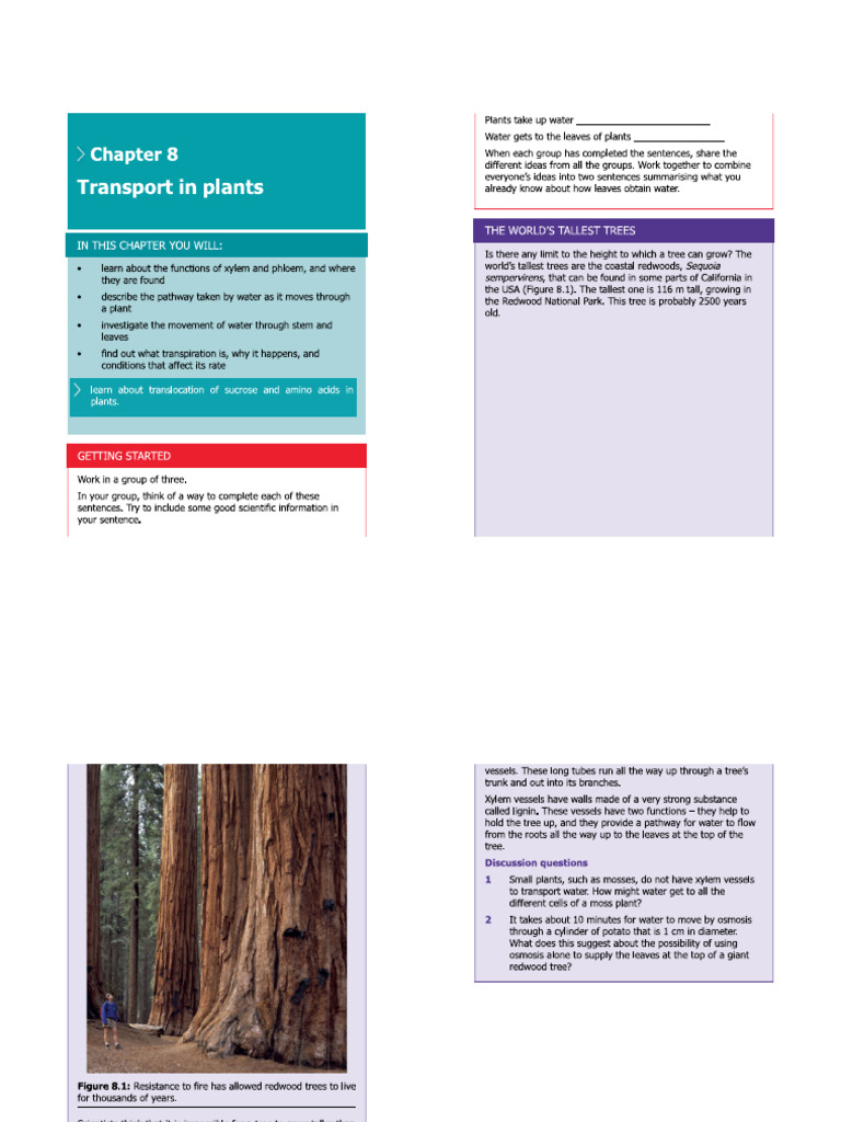 IGCSE Biology Chapter 8 Transport in Plants | PDF