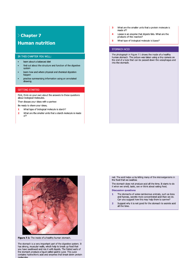 IGCSE Biology Chapter 7 Human Nutrition | PDF