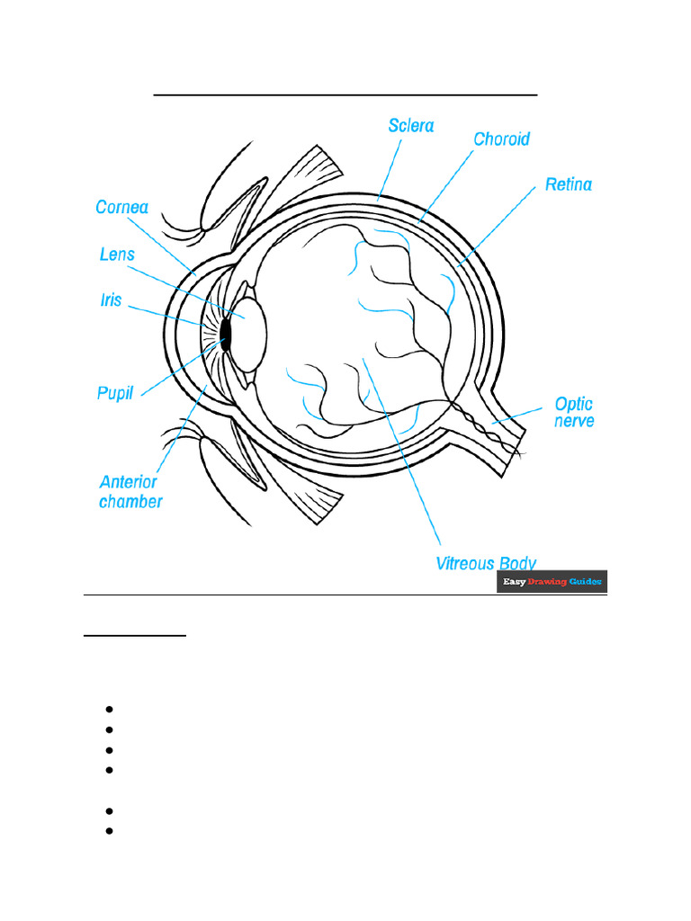 Human Eye Anatomy and Vision Defects | PDF | Eye | Human Eye