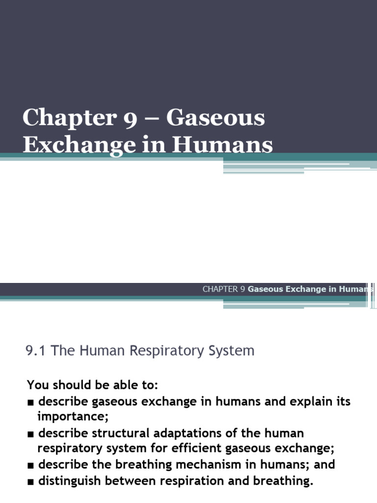 Chapter 09 - Gaseous Exchange in Humans | PDF | Respiratory Tract ...