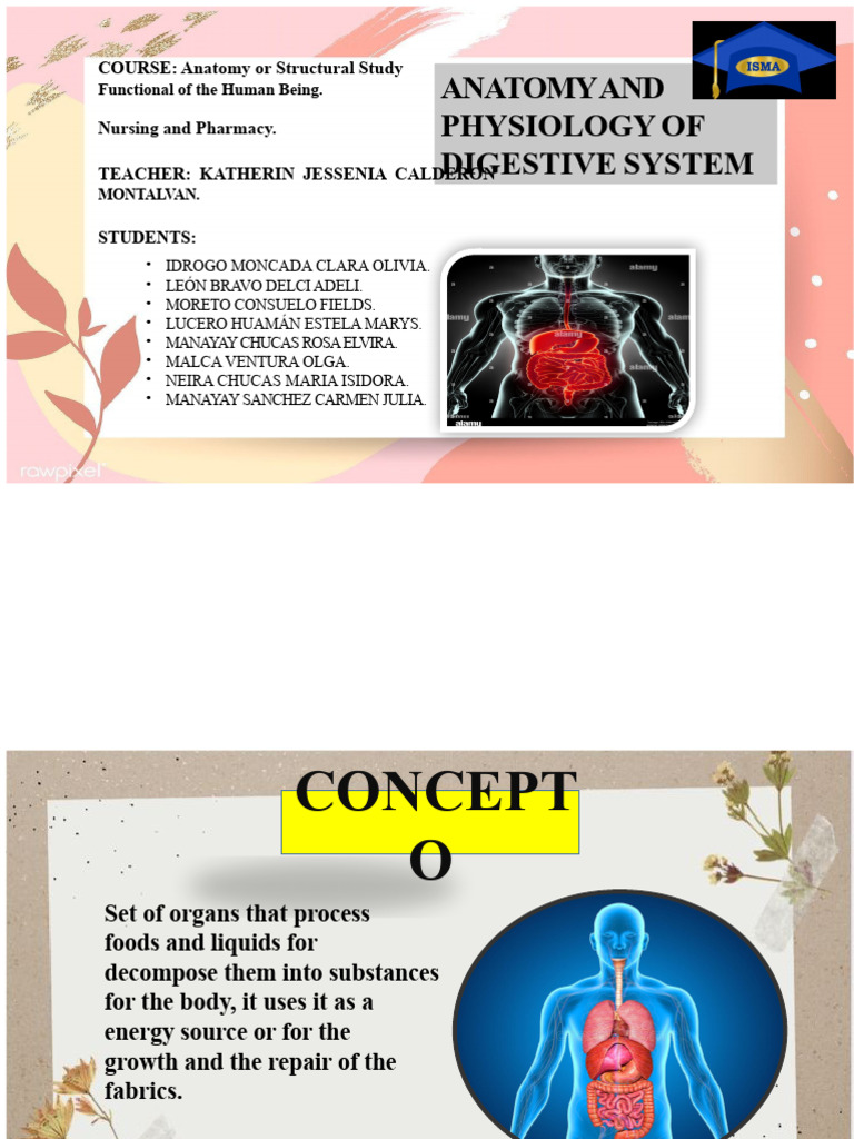 Anatomy and Physiology of The Digestive System | PDF | Digestion | Stomach
