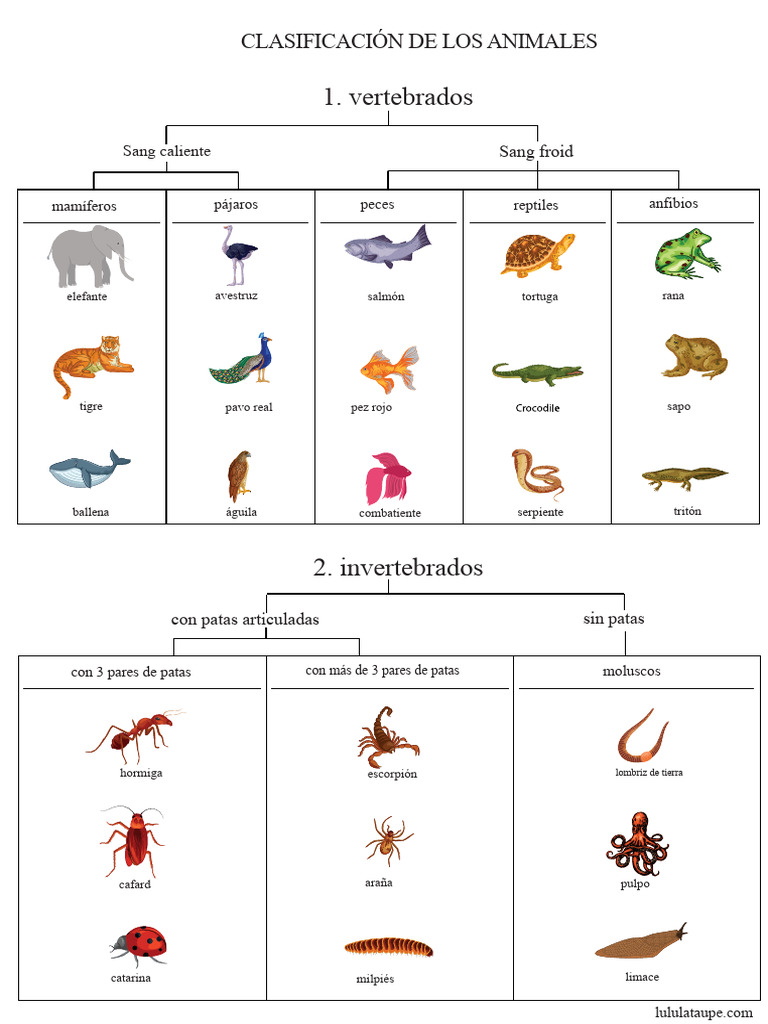 Clasificación de Animales: Vertebrados e Invertebrados | PDF