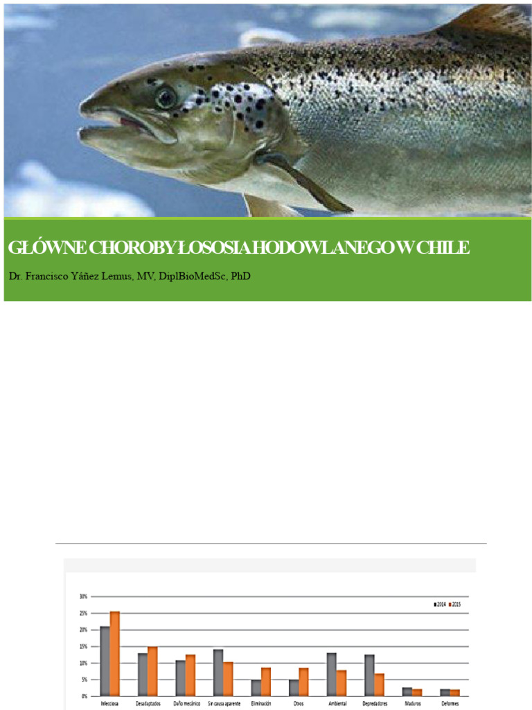 Główne Choroby Łososi Hodowlanych W Chile | PDF