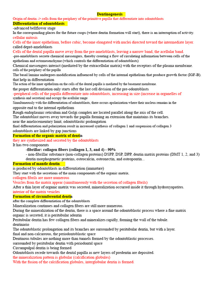 Dentinogenesis | PDF | Dentin | Dental Anatomy