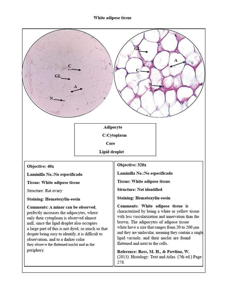 Adipose Tissue | PDF | Adipocyte | Cytoplasm