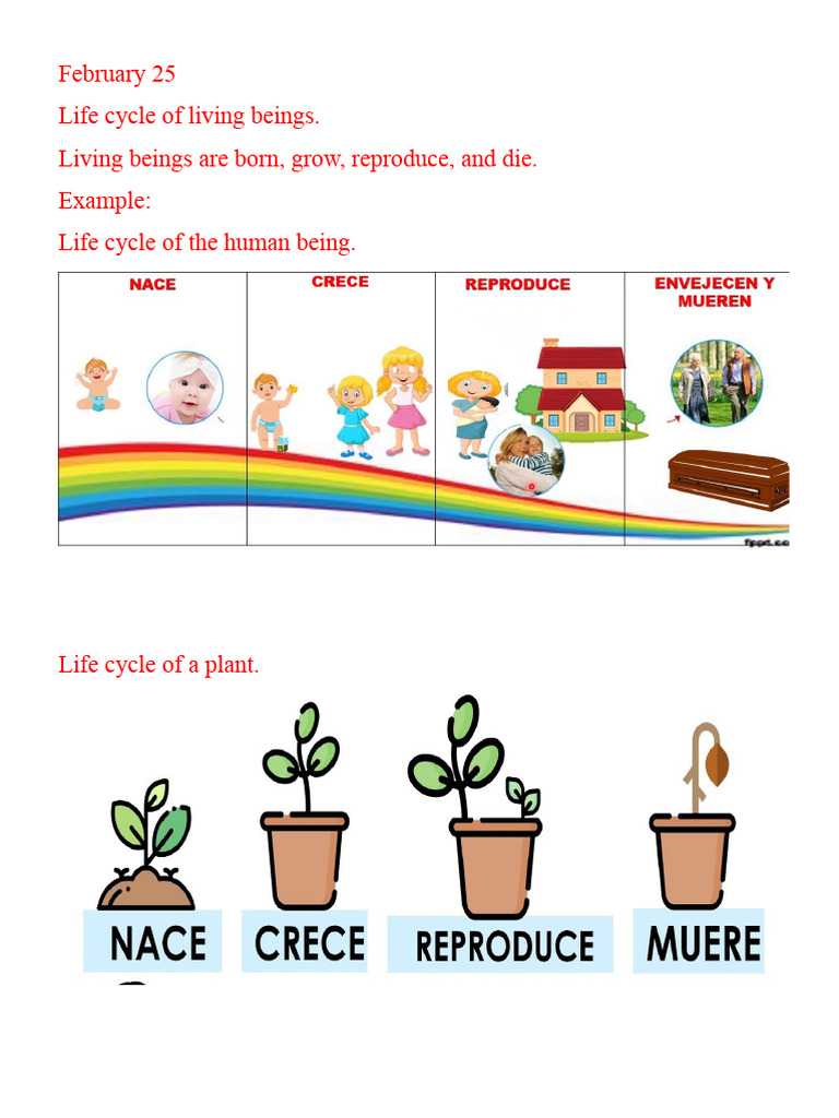 Life Cycle of Living Beings | PDF