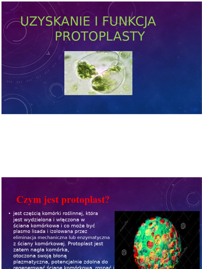 Uzyskiwanie I Funkcja Protoplastów | PDF