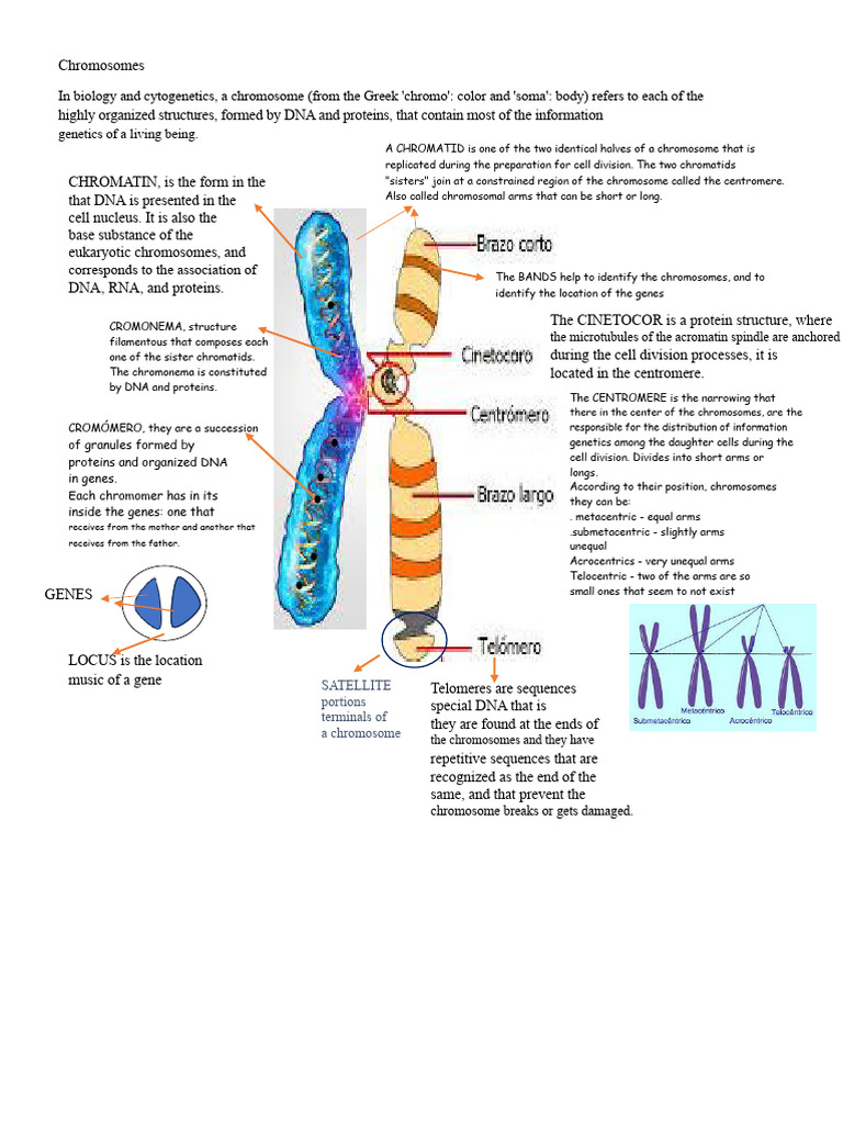 chromosomes 5 | PDF | Chromosome | Cell (Biology)