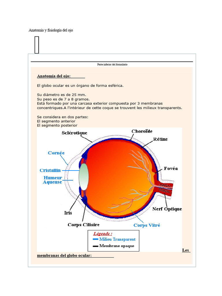 Anatomía y Fisiología del Ojo | PDF | Ojo | Ojo humano