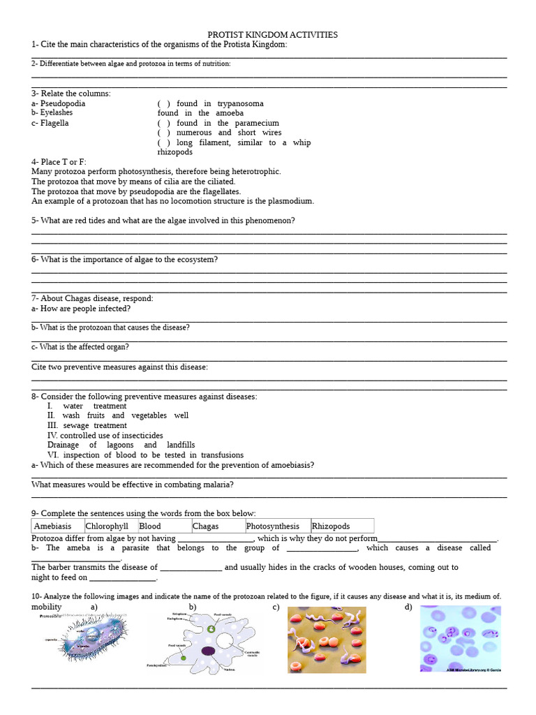 Activities Kingdom Protista | PDF | Protozoa | Biology