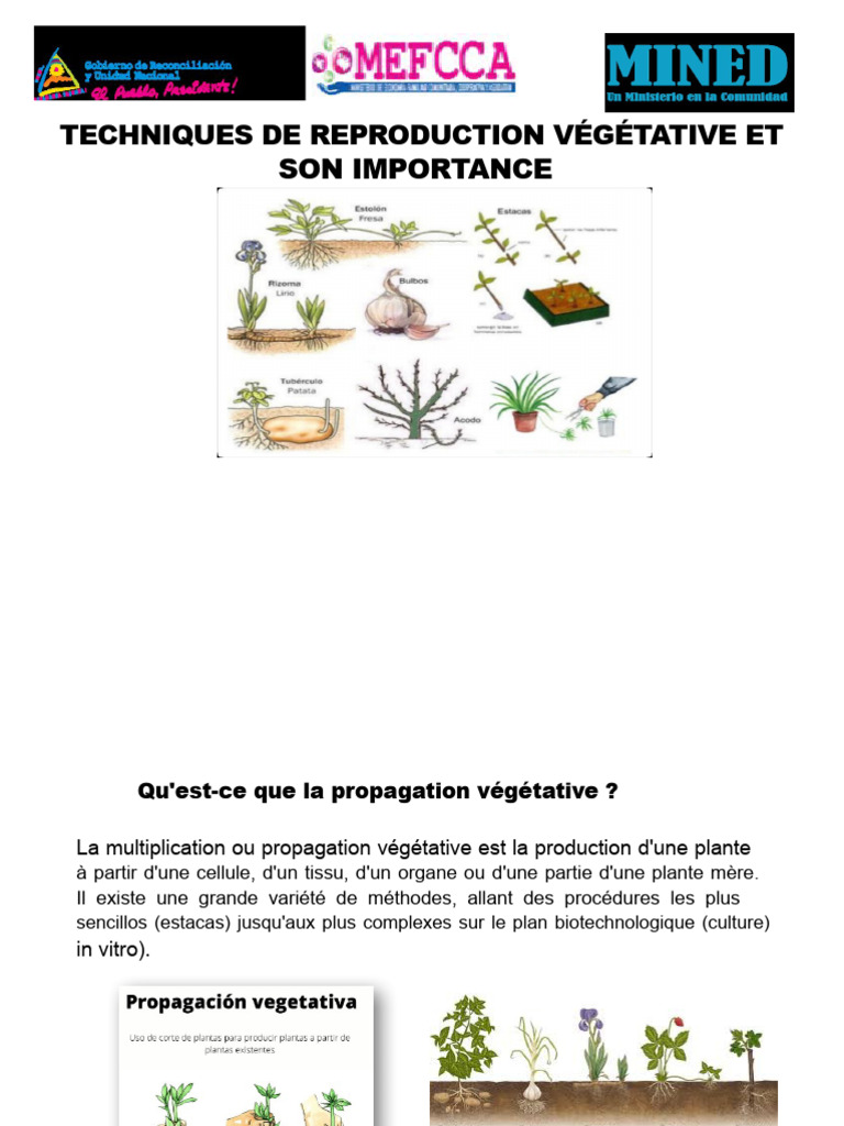 Techniques de reproduction végétative | PDF | Greffe (botanique) | Racine