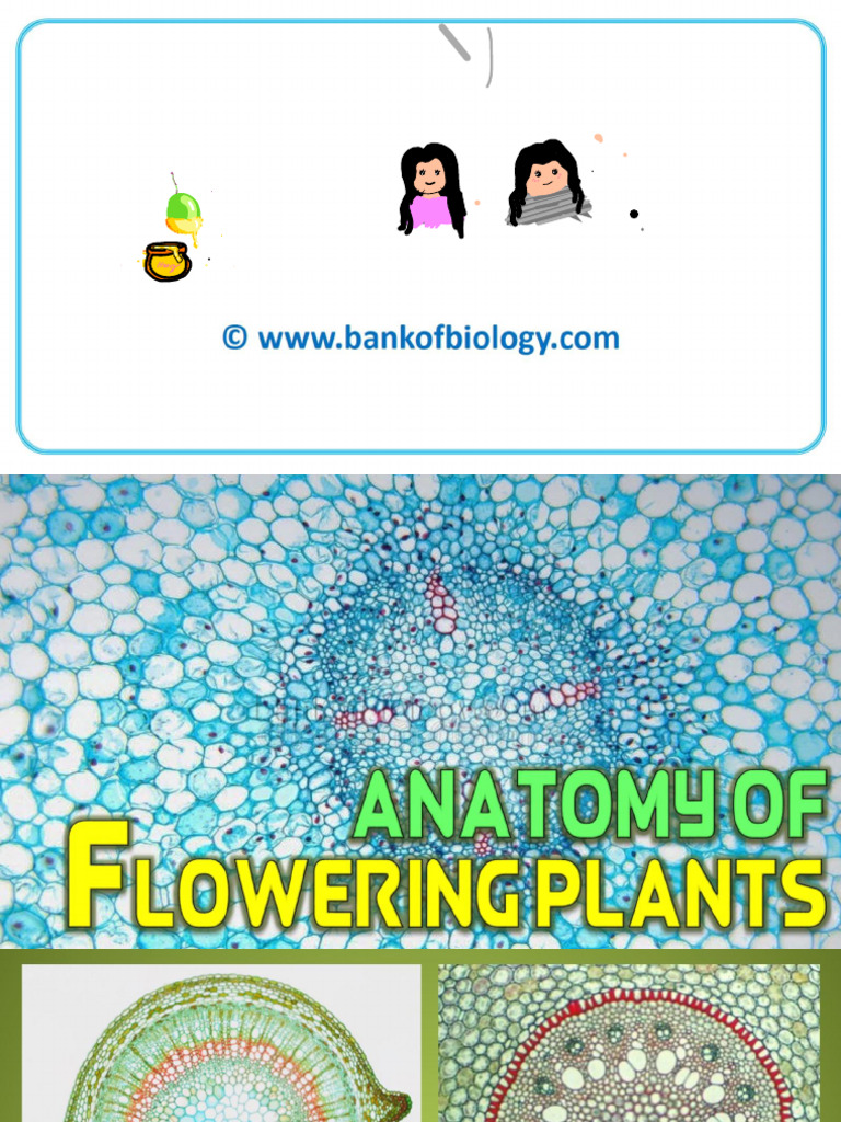6 Anatomy of Flowering Plants | PDF