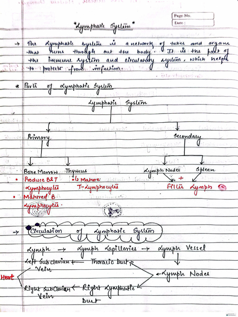 Lymphatic System Notes | PDF | Lymphatic System | Lymph Node