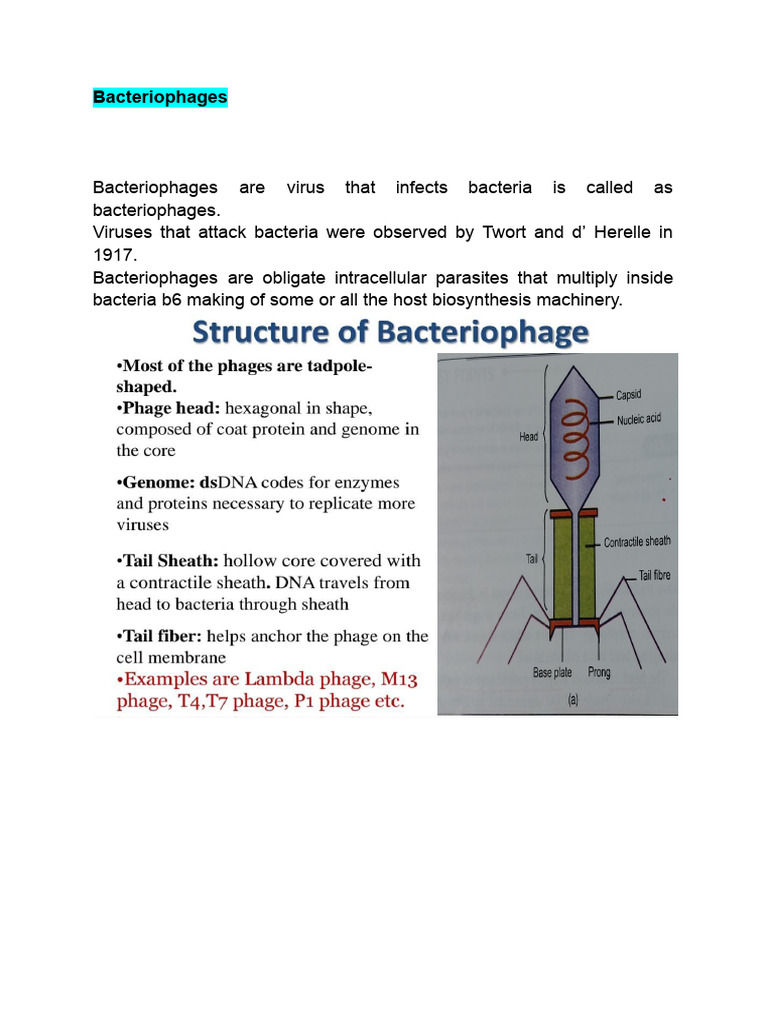 Understanding Bacteriophages and Their Cycles | PDF