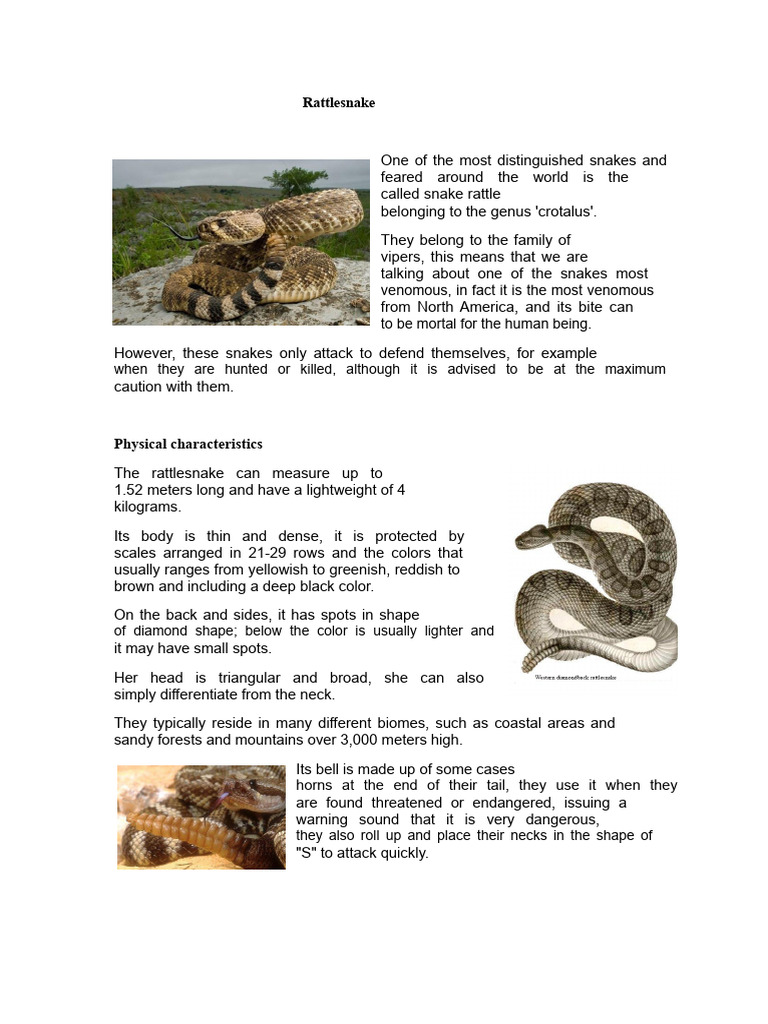 RATTLESNAKE.docx | PDF | Rattlesnake | Snake