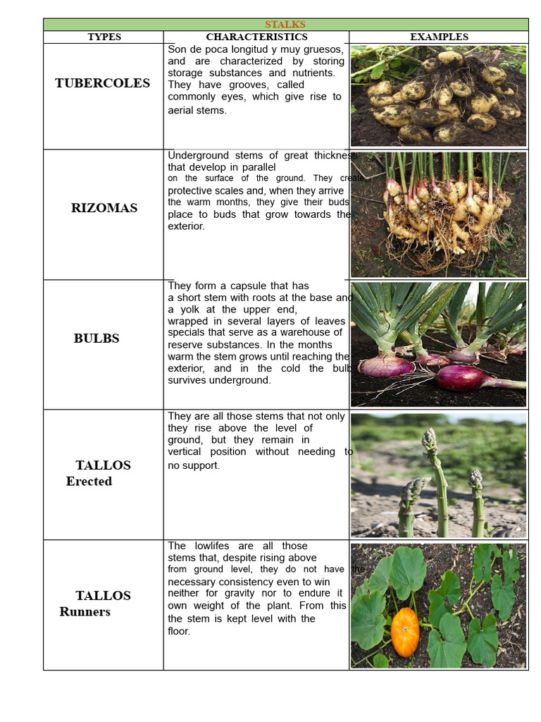 STEMS | PDF | Botany | Plant Morphology