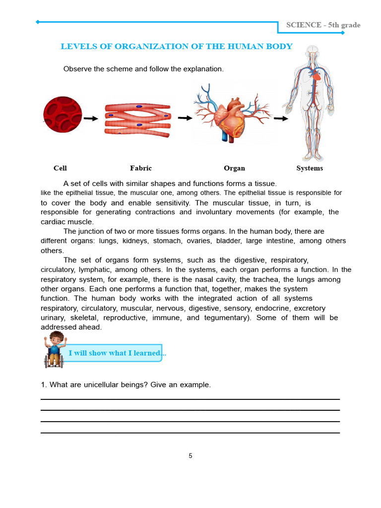 Levels of organization of the human body | PDF