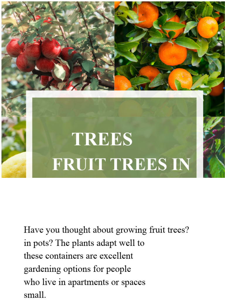 FRUIT TREE CURSORS IN POTS.pdf | PDF | Pruning | Trees