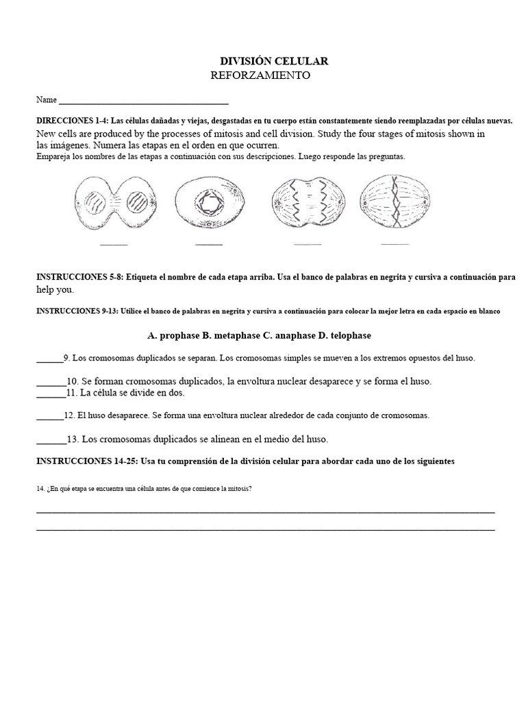 Hoja de Trabajo de Refuerzo Sobre La División Celular | PDF | Mitosis ...
