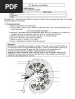 Sheep Kidney Dissection Guide | PDF