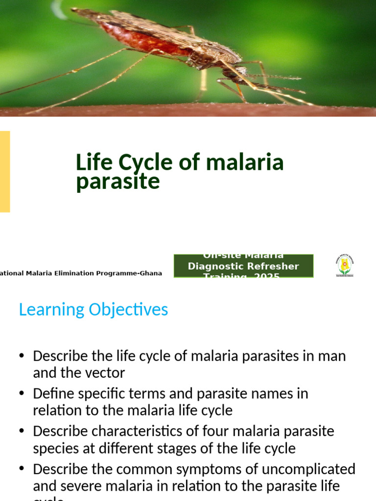 2025 Parasite Life Cycle | PDF | Malaria | Plasmodium