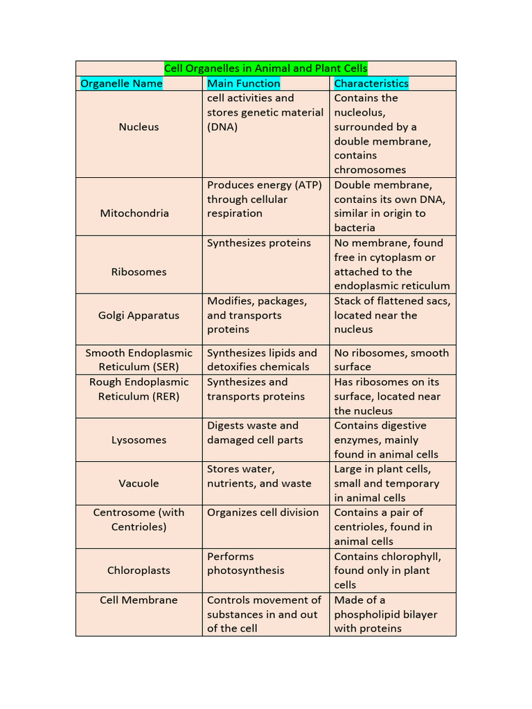 Cell Organelles in Animal and Plant Cells | PDF | Cell (Biology ...