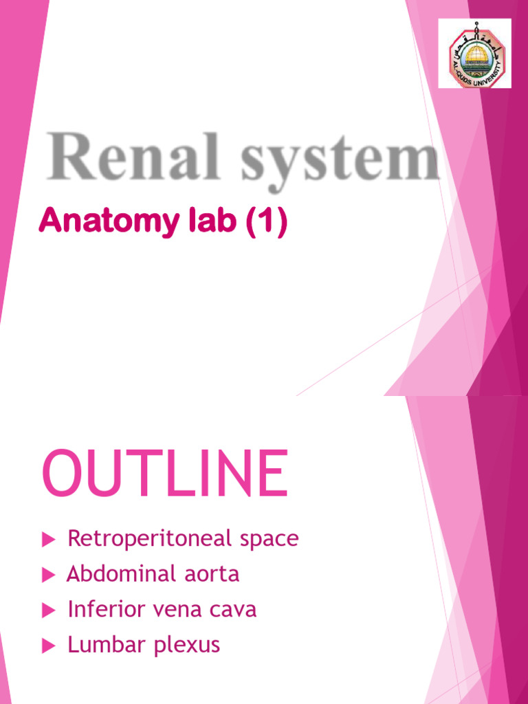Anatomy 1 | PDF